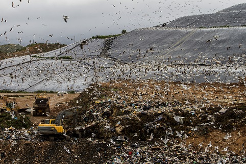 Birds as Environmental Indicators | What They Reveal