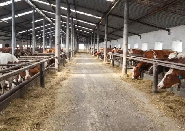 How to Become a Ranch Manager | EnvironmentalScience.org