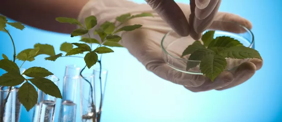 How to Become a Geneticist | EnvironmentalScience.org