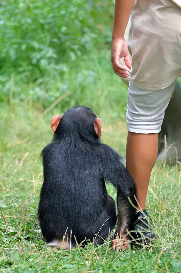 Learn How to Become a Primatologist | EnvironmentalScience.org