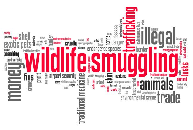 Wildlife Forensics Specialist: Career, Salary & Education