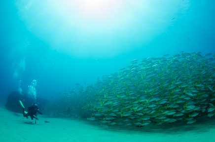 How to Become an Biological Oceanographer | EnvironmentalScience.org