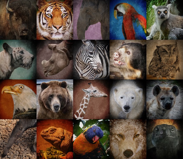 Endangered Species Biologist: Salary, Degrees & Career Path