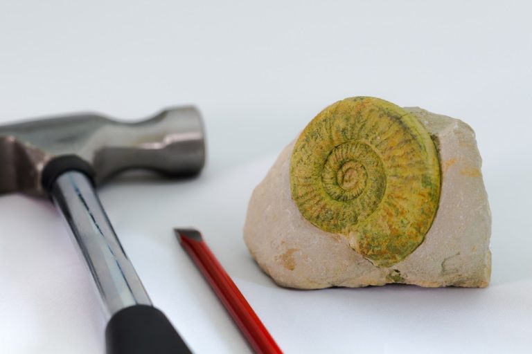 How to Become a Paleobiologist | EnvironmentalScience.org