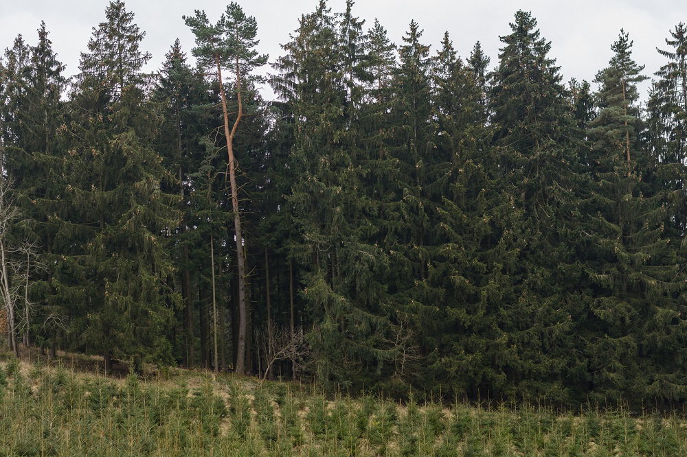 How to Become an Agroforester | EnvironmentalScience.org