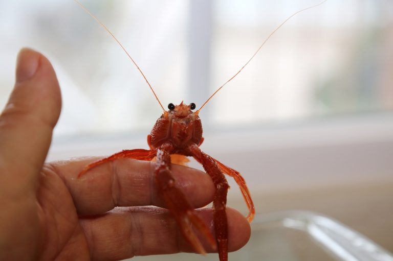 How to Become a Marine Science Educator | EnvironmentalScience.org