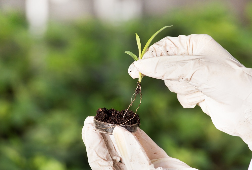 How to Become a Plant Biologist | EnvironmentalScience.org