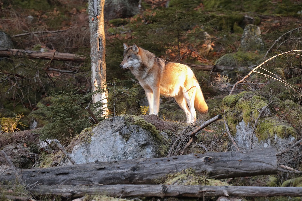 How to Become a Wolf Biologist | EnvironmentalScience.org