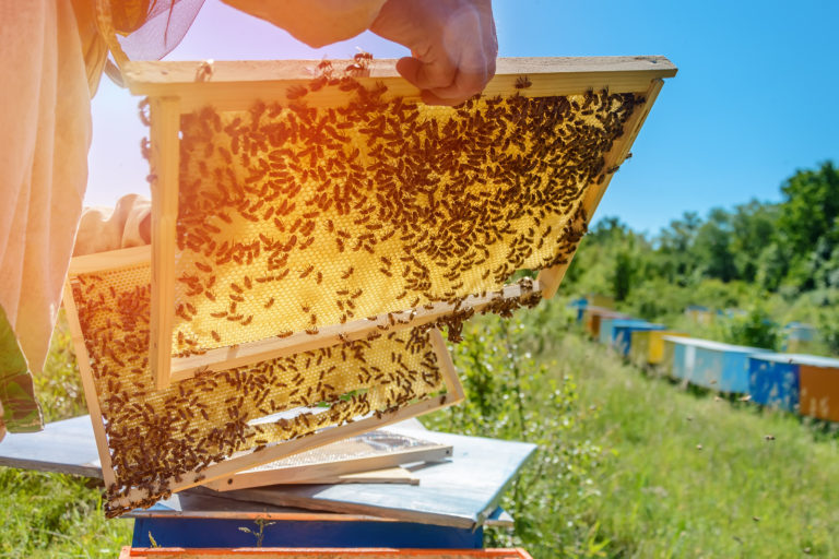 How to Become a Beekeeper | EnvironmentalScience.org